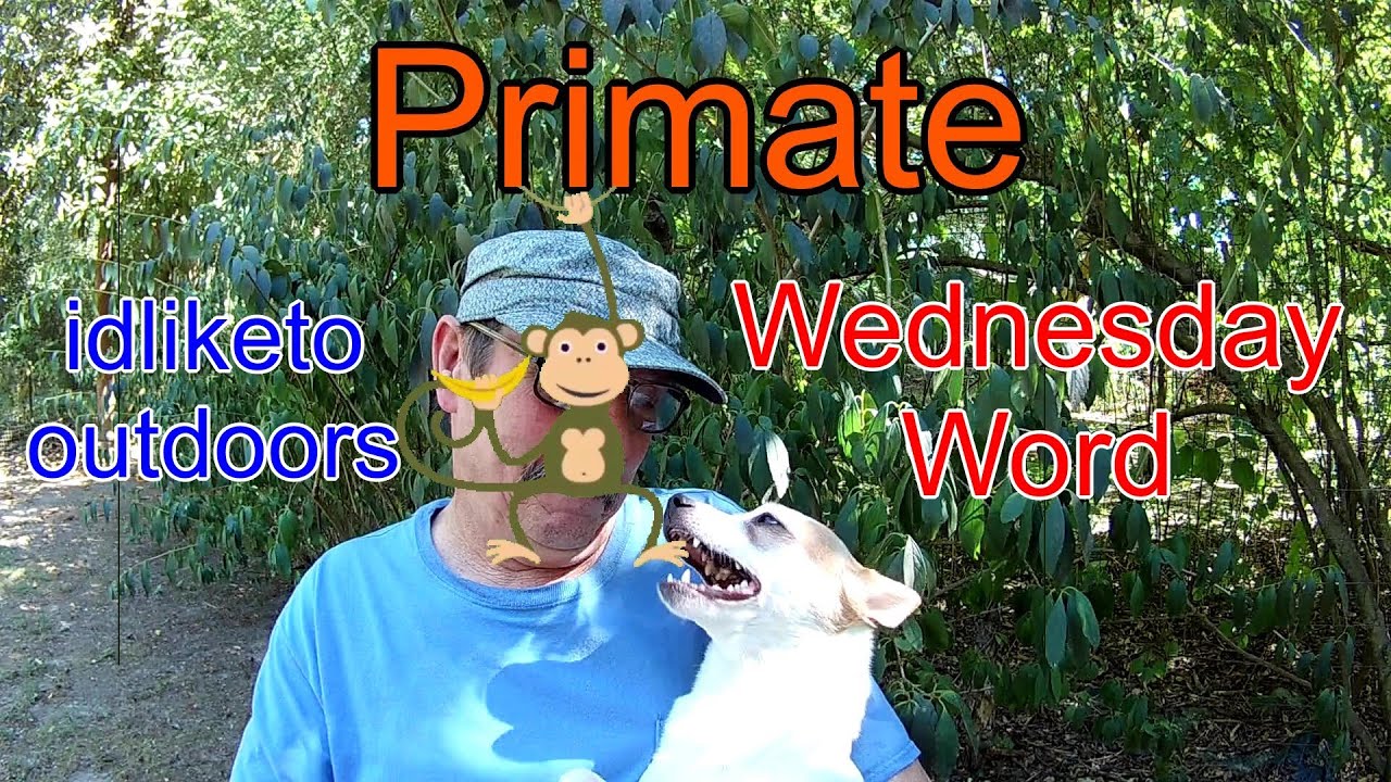 Primate = Overseer = Bishop - YouTube