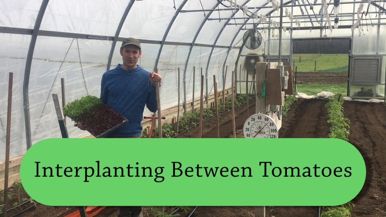 Interplanting Between Tomatoes - YouTube