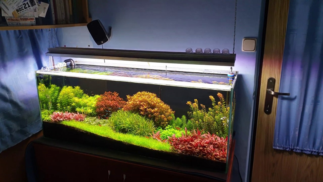 planted tank - January 2020 - YouTube