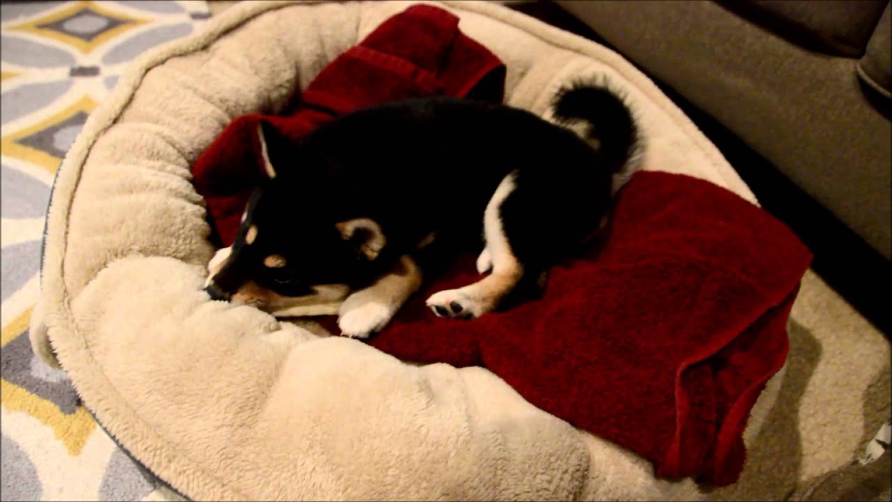Shiba Inu | A Typical Morning with Shadow! - YouTube