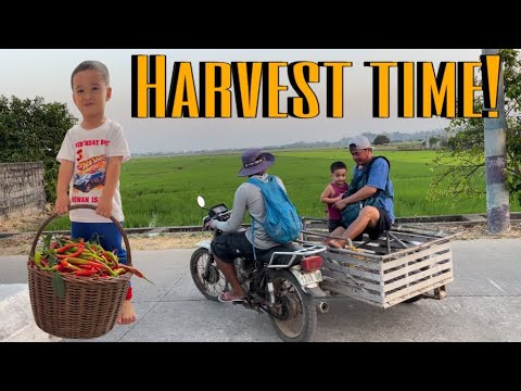 Tumatakas ang bata + Harvest time ng siling panigang pang Chili paste ...