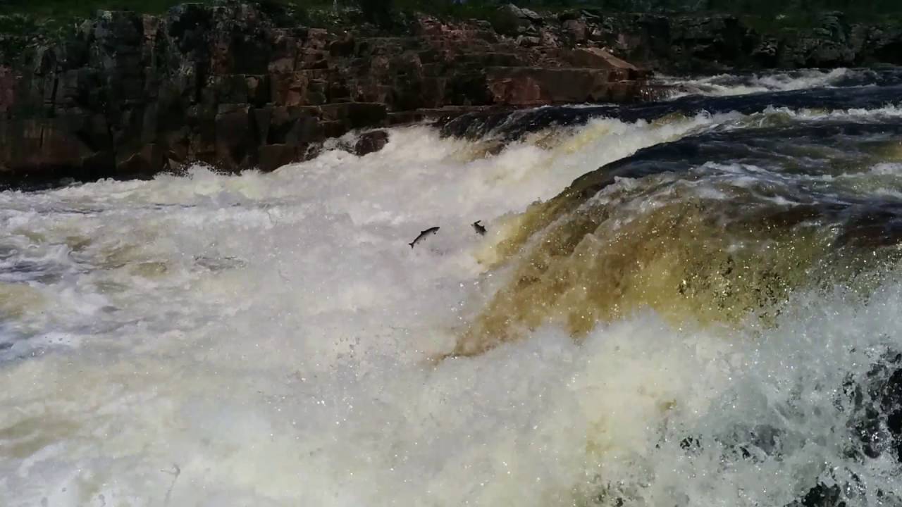 Fish Jumping - YouTube