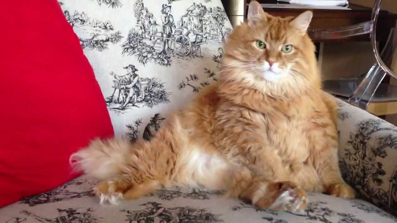 Maine Coon Cat Sits Like A Person - YouTube