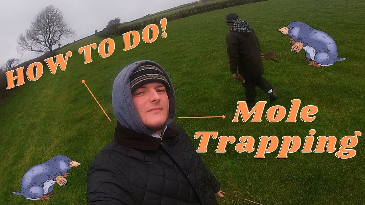 MOLE TRAPPING! - How to Catch Moles! - YouTube