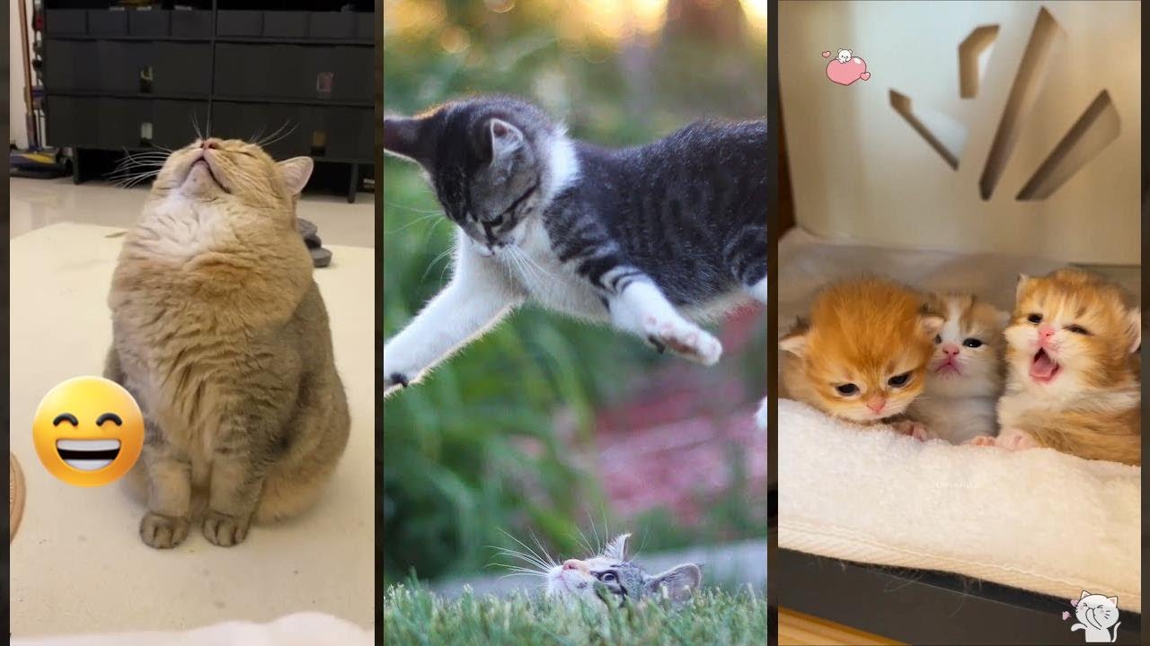 Funny Cat 😸 Funny Cat Videos 😹 #FunnyCats #4198 - YouTube