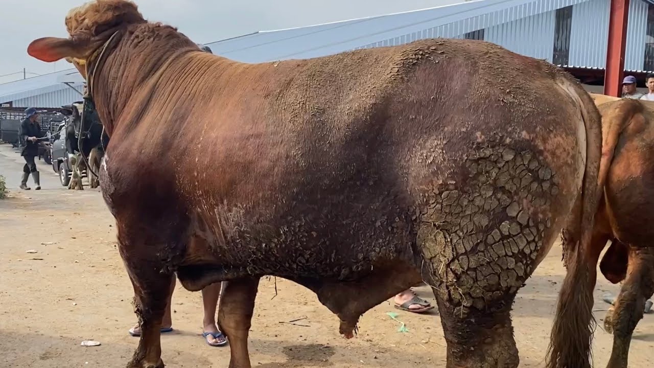 47,5 JUTA SAPI PALING JUMBO PAGI HARI INI - YouTube