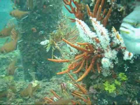 Busselton Jetty - TOP Dive spot in Western Australia! - YouTube