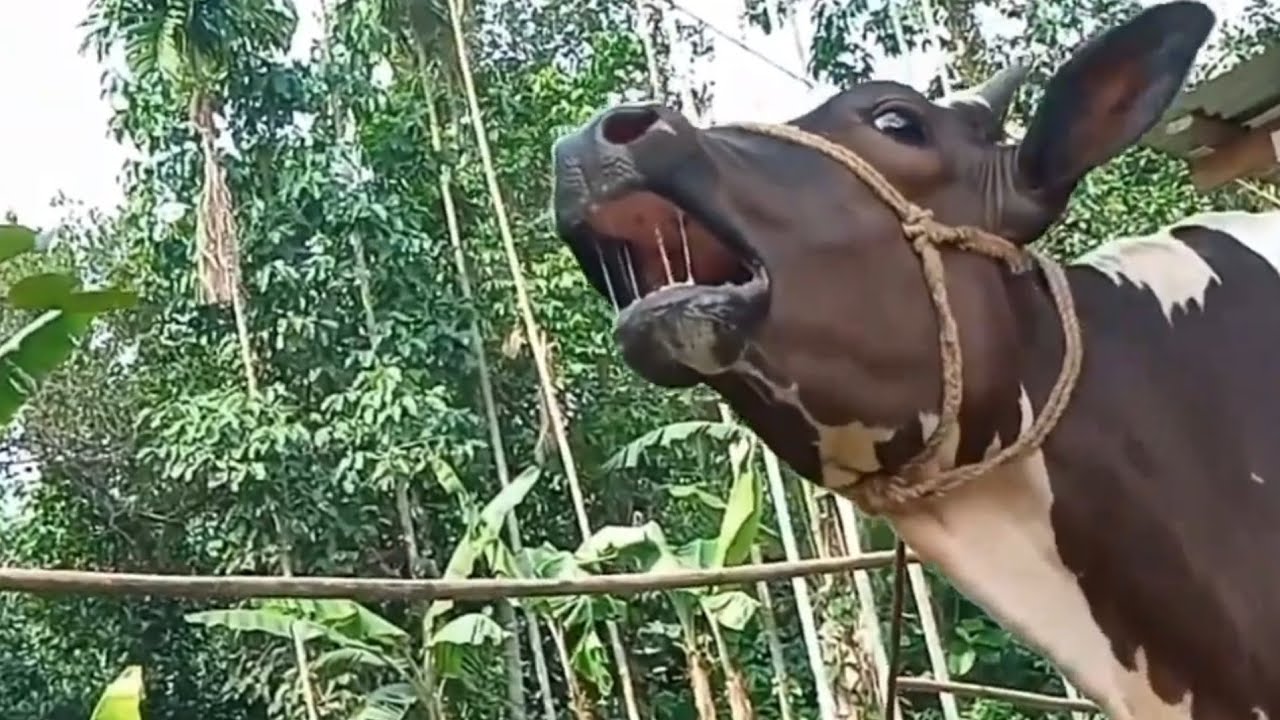 Magnificent Moo-sic: Experience the Harmonious Symphony of Happy Cows ...