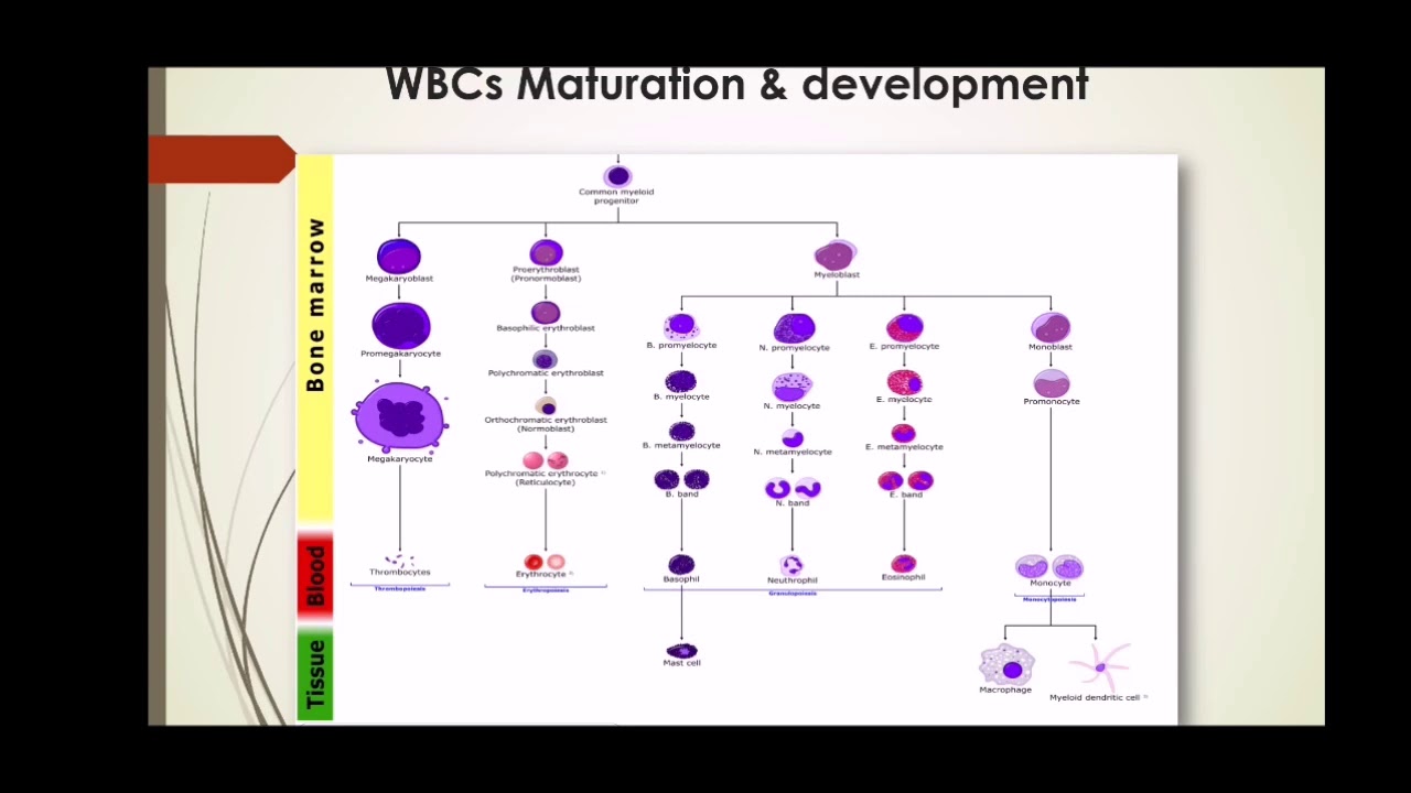 Practical Hematology [ 06 ] WBCs maturation and morphology - YouTube