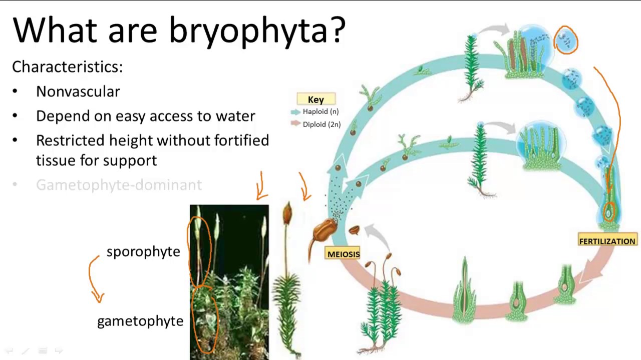 Bryophyta - YouTube