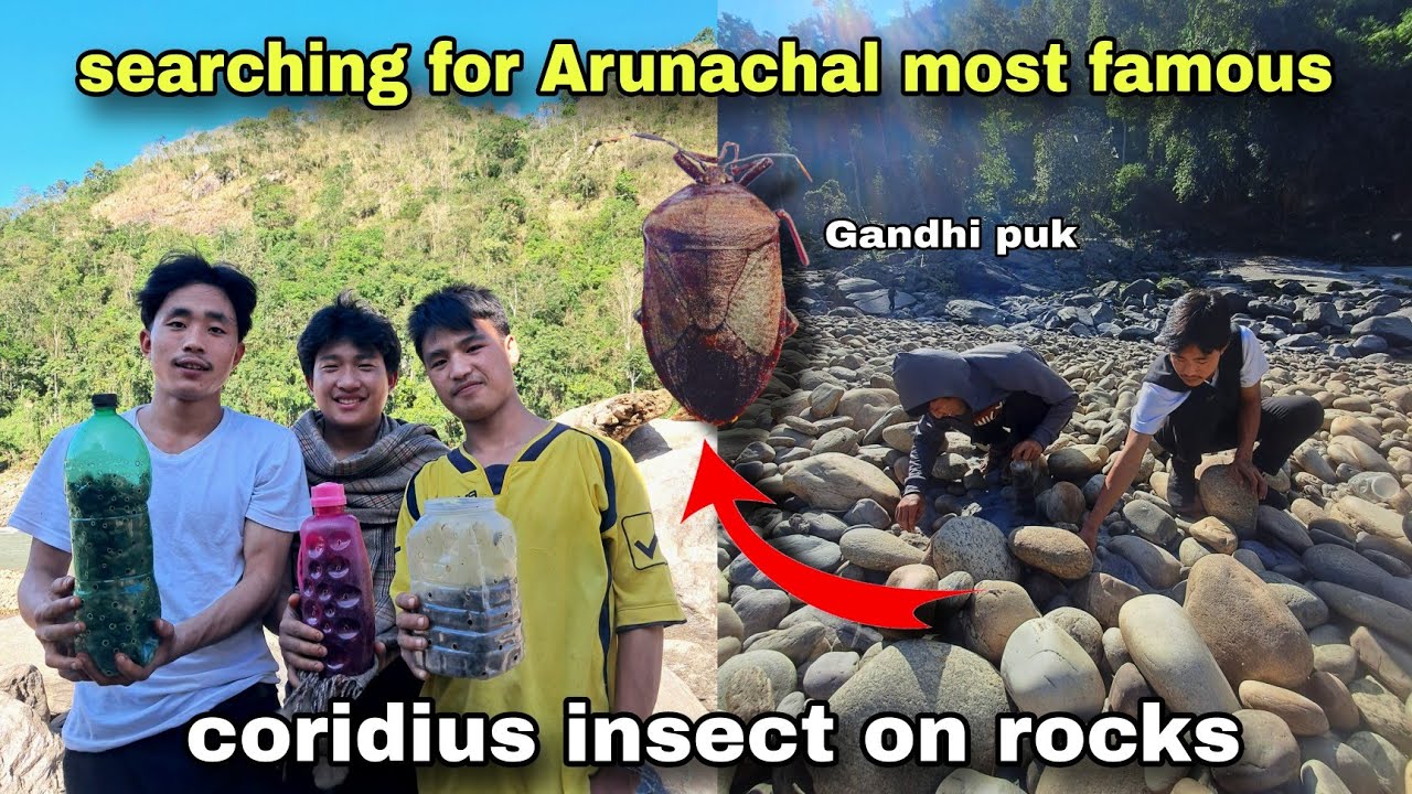 searching for Arunachal Pradesh most famous coridius insect on rocks ...