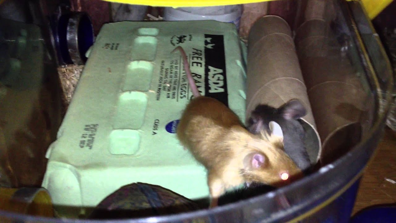 rescue mice from Primrose Mouse Rescue, first day, video 3 - YouTube