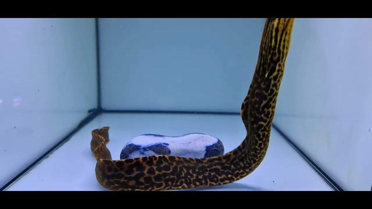 Freshwater Leopard Moray Eel Gymnothorax Polyuranodon - YouTube