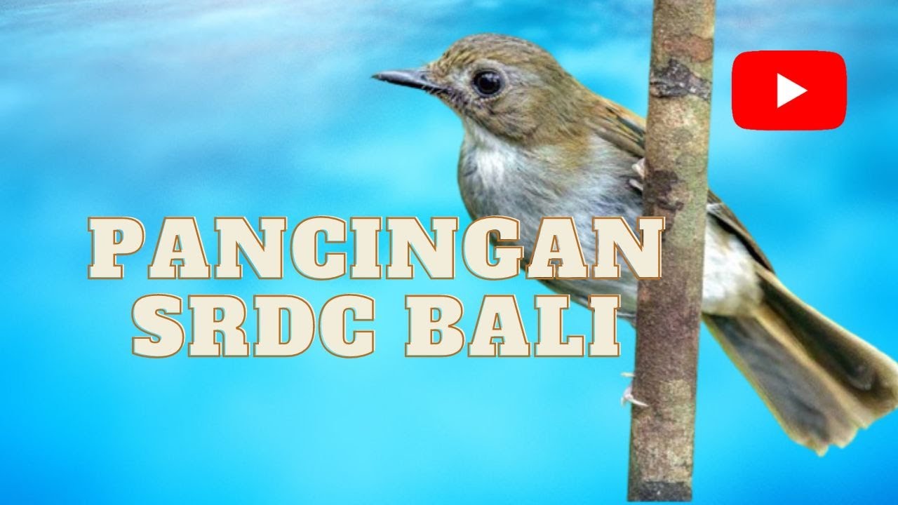 SUARA SRDC ORI BALI UNTUK PANCINGAN SRDC MALAS BUNYI - YouTube