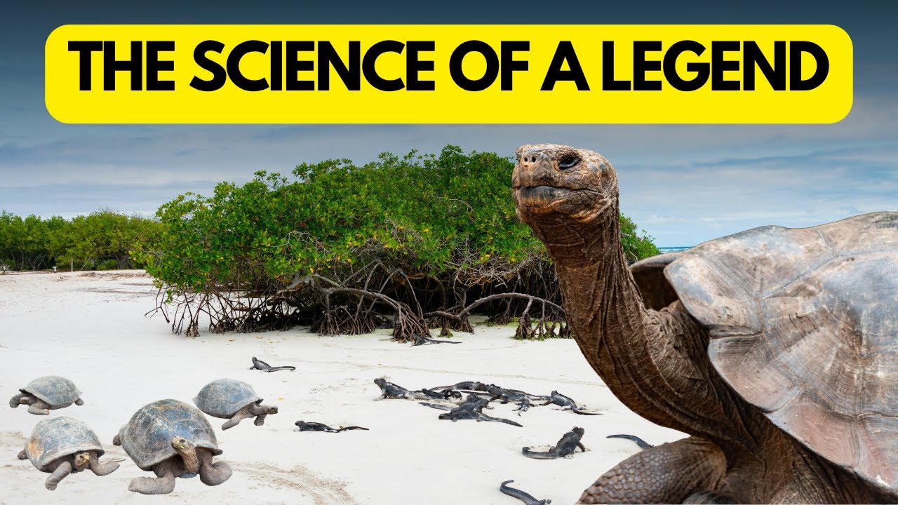 The Giant Tortoise Who Saved His Species in the Galapagos - YouTube