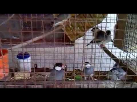 Java Sparrow Breeding - YouTube