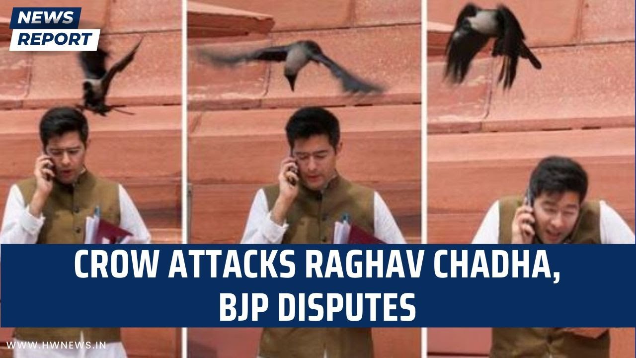 Crow 'attacks' Raghav Chadha; BJP invokes 'Jhooth Bole Kauwa Kate ...