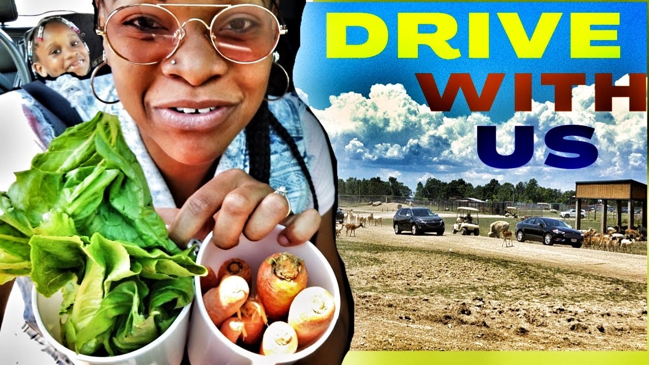 DRIVE THROUGH SAFARI Wildlife WITH US! | What you NEED to know! | Ohio ...