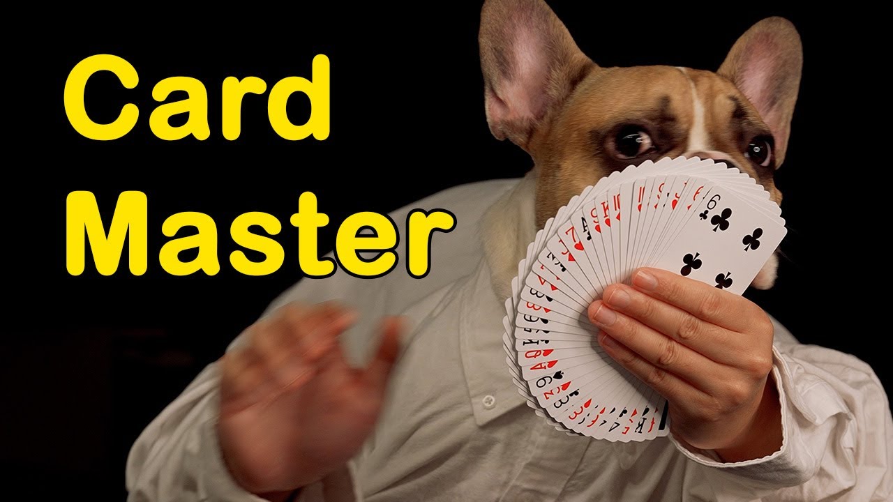 Dog with Hands: Master of Card Tricks! - YouTube