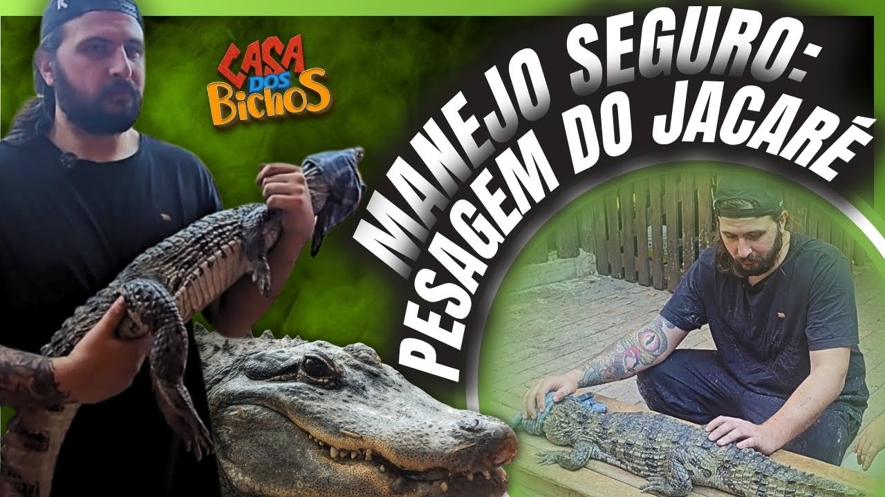 COMO PESAR UM JACARÉ SEM RISCO? TÉCNICAS REAIS + TERRÁRIOS PERFEITOS! 🐊 ...