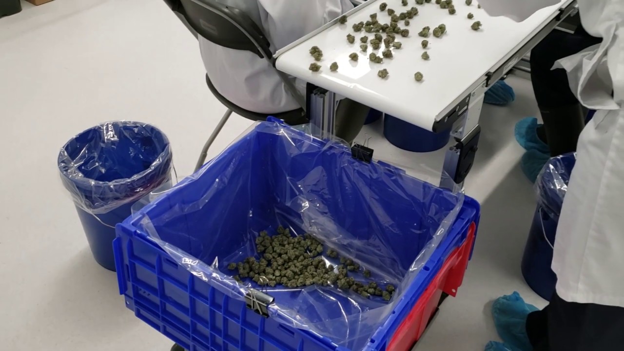 Mobius M108S Cannabis Trimmer Dry Trimming Compilation 2019 - Best ...