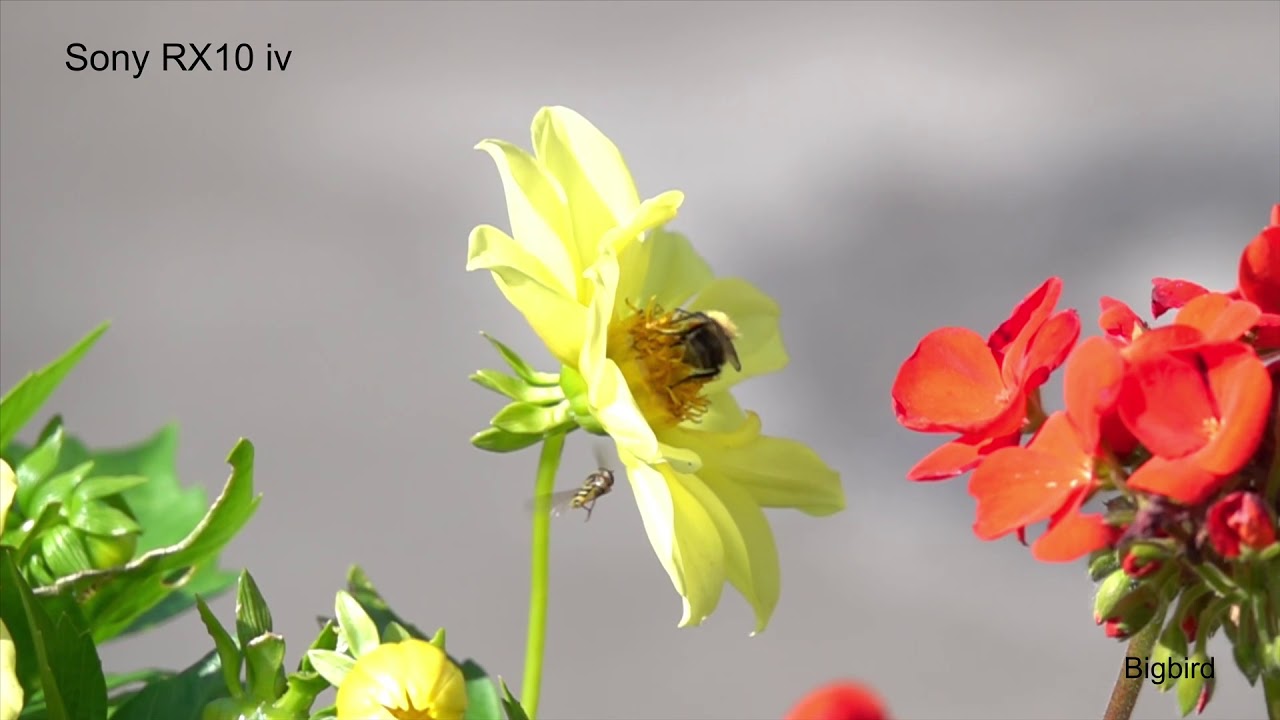 Sony RX10 iv sample footage - YouTube