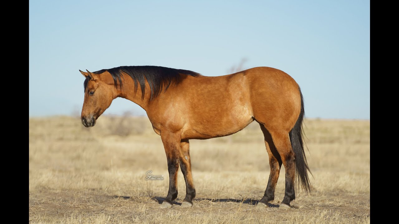 June Beautiful Red Dun mare that sells at the Southern Belle Classic ...