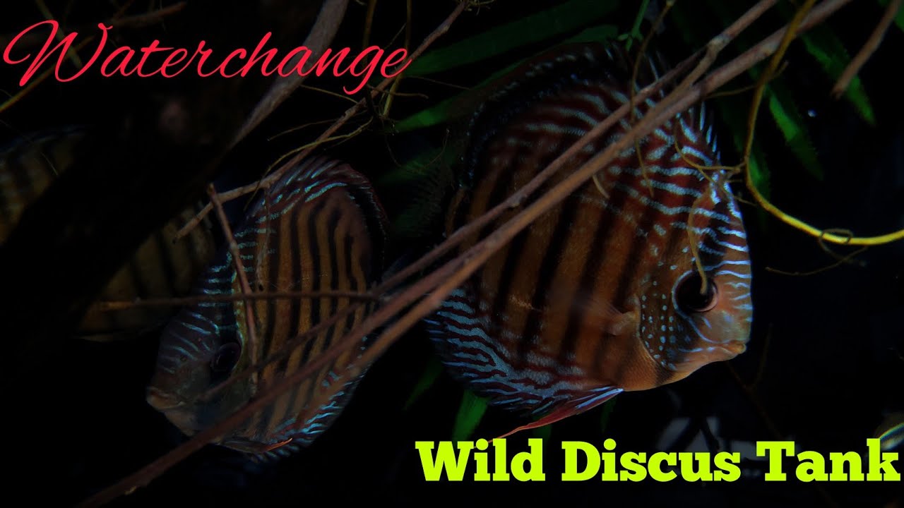 Wild Discus Tank : Waterchange - YouTube