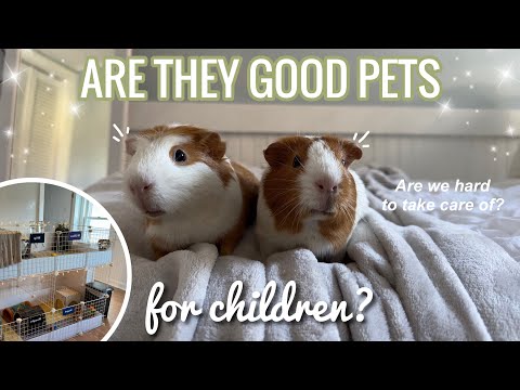 Are Guinea Pigs Good Pets For Children?