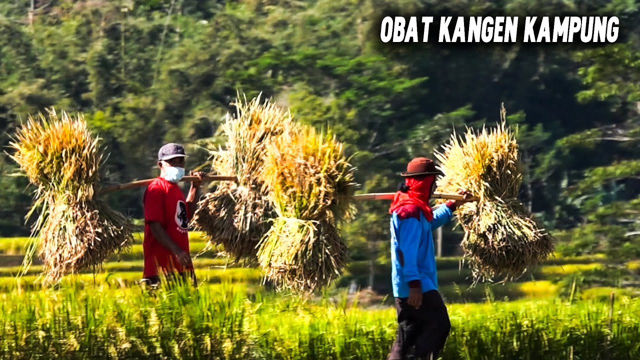 PANEN PARI // LANGGAM GUBUK ASMORO - CAMPURSARI PURWOWILIS - YouTube