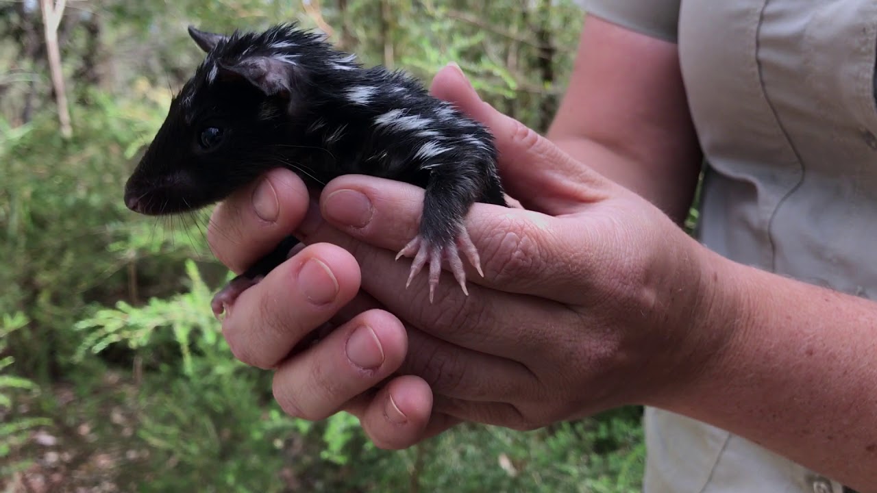 CUTE EASTERN QUOLL'S - YouTube