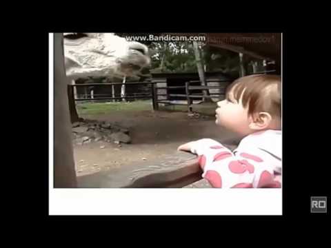 Harun Memmedov- Heyvanlar