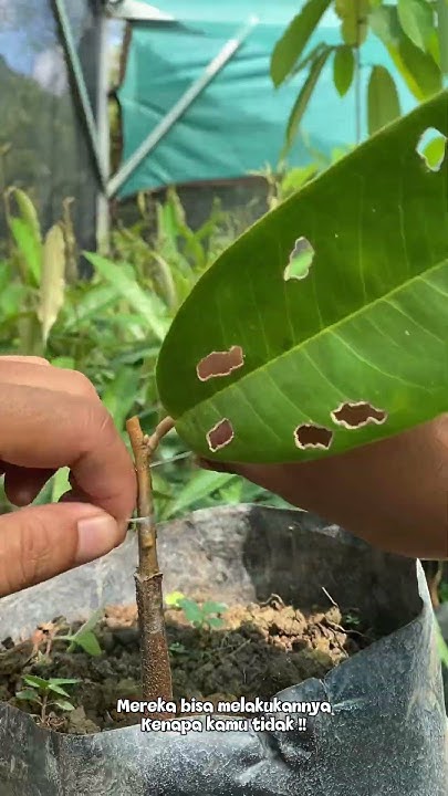 Cara sambung pucuk durian paling ampuh #shorts #fyp - YouTube