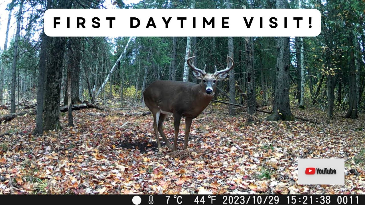 Whitetail Buck Works Scrape During Daylight | Trail Cam Videos - YouTube