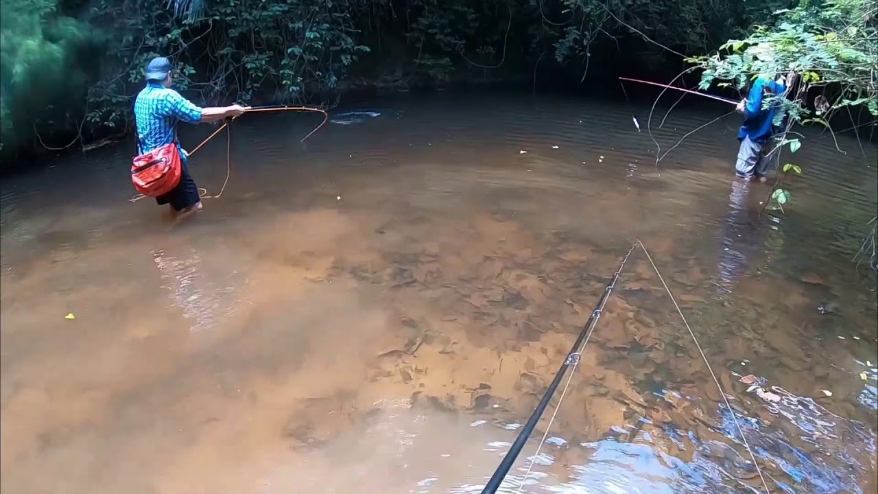 Exciting wolf fish fishing in suriname - YouTube