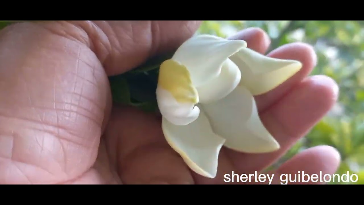 MY NEW PLANT LIKE LERIO AND ROSAL#sherleyguibelondo #flowers - YouTube
