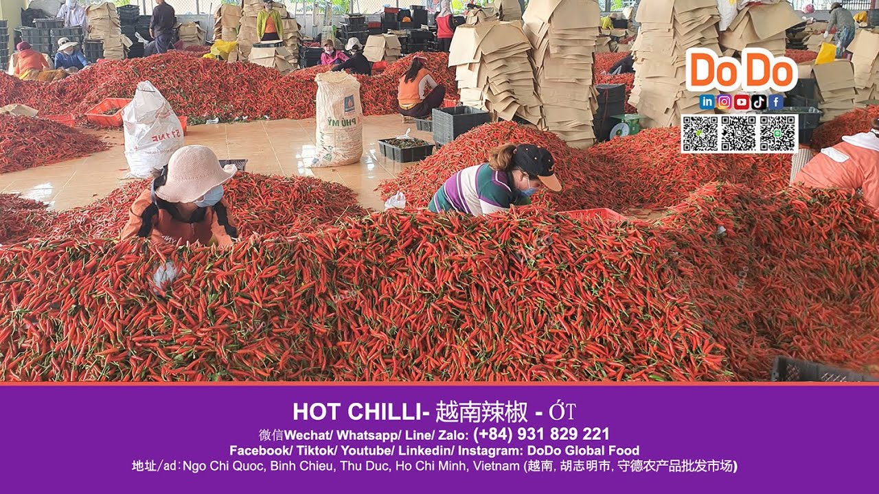 Vietnam Chilli Export : 45f : 3240框子, 19440kg一个柜 - พริกส่งออก 🌶 🌶 ...