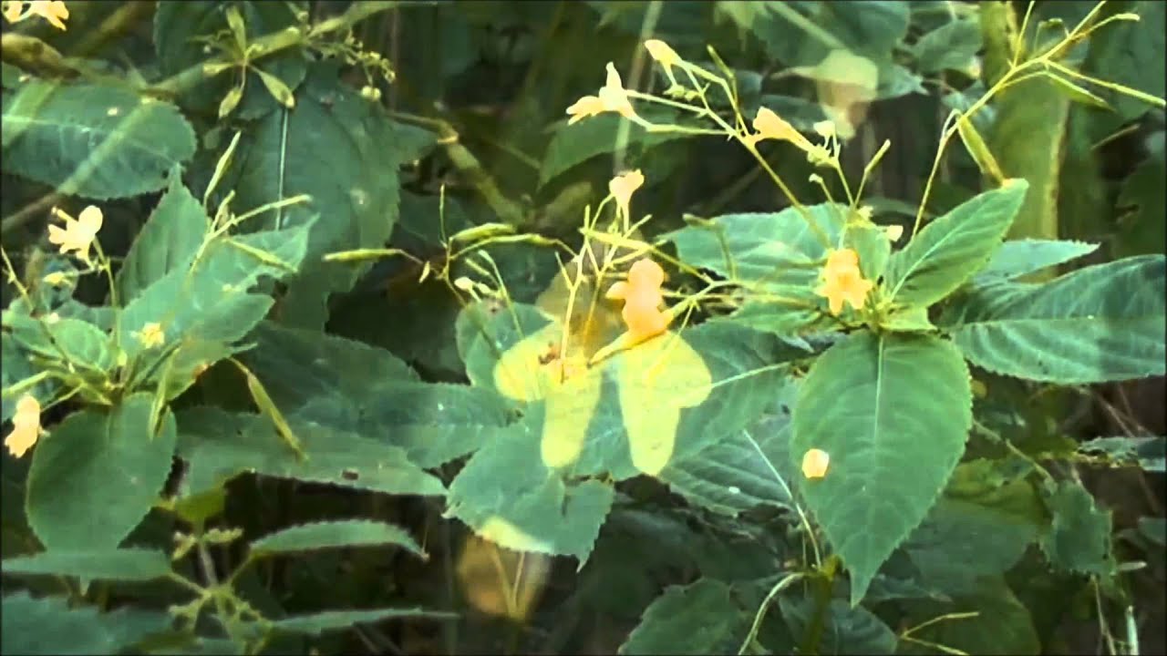 Smulkiažiedė sprigė (Impatiens parviflora) LT - YouTube