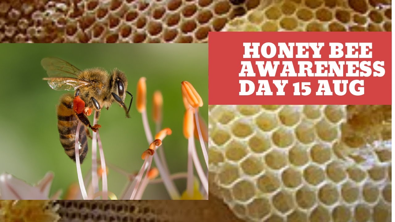 Today is National Honey Bee Awareness Day - YouTube