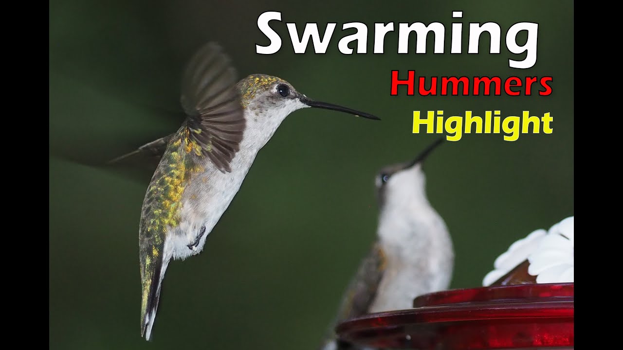 Highlight of Hummingbirds Swarming!! Fall 2024-09-21 AM - YouTube