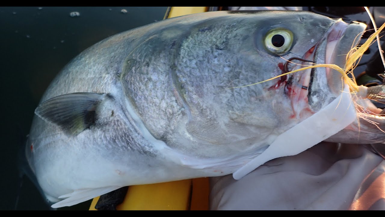 Bluefish and Striper Fishing - Jig Strips and Dark Matter Rods - YouTube