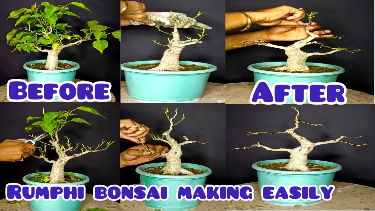 #Ficus Rumphi bonsai shaping #Bonsai tree care for beginner #pruning ...