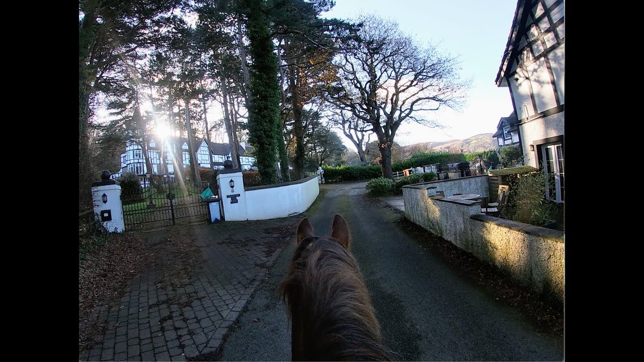 Goose on medium alert... I think he can smell pigs.🐷 And pony-eating ...