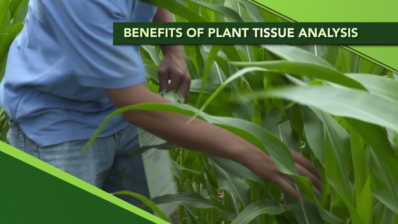 Ag PhD Show 1109 Benefits Of Plant Tissue Analysis YouTube ag-phd-show-1109-benefits-of-plant-tissue-analysis-youtube
