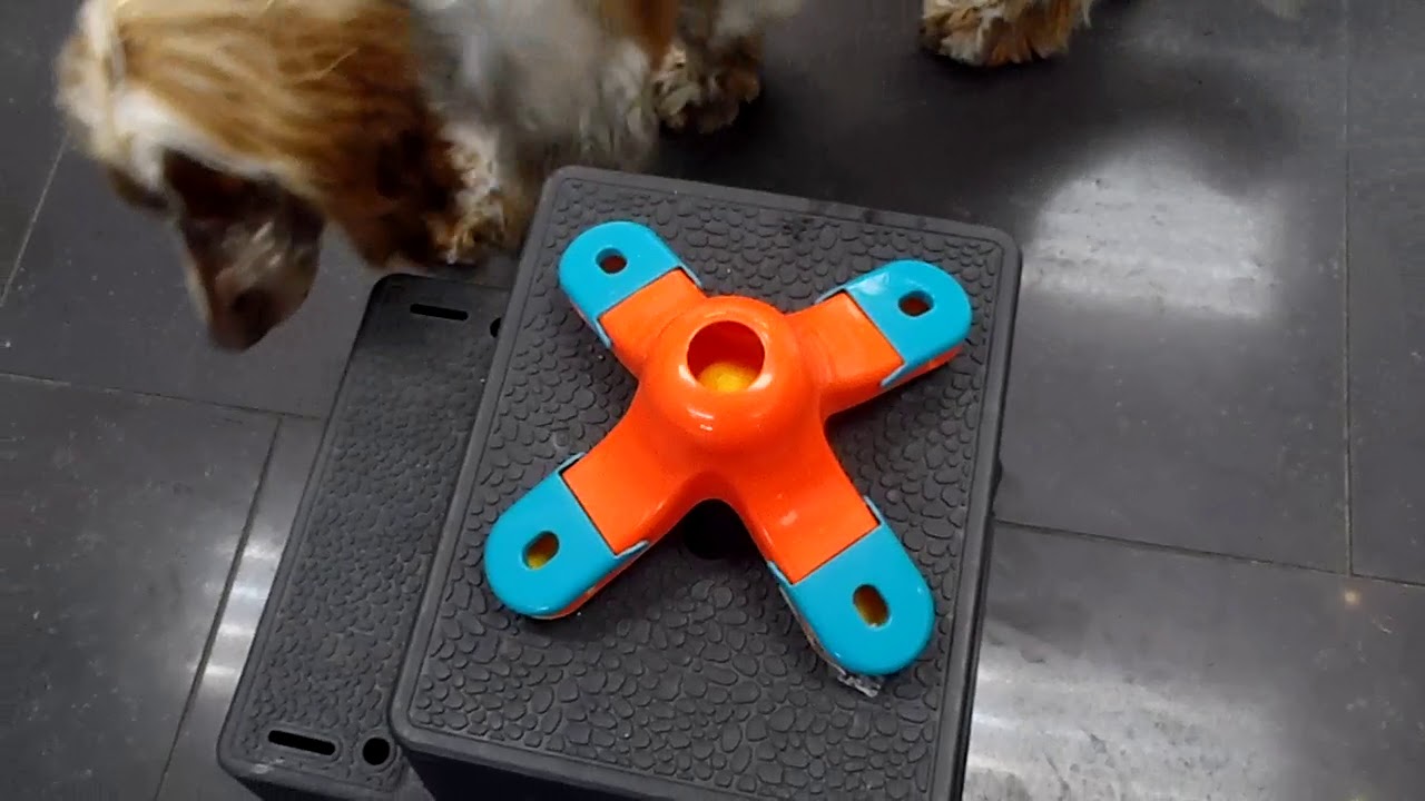 TPSB Daycare Puzzle #1 Rex Kibble Dropper - YouTube