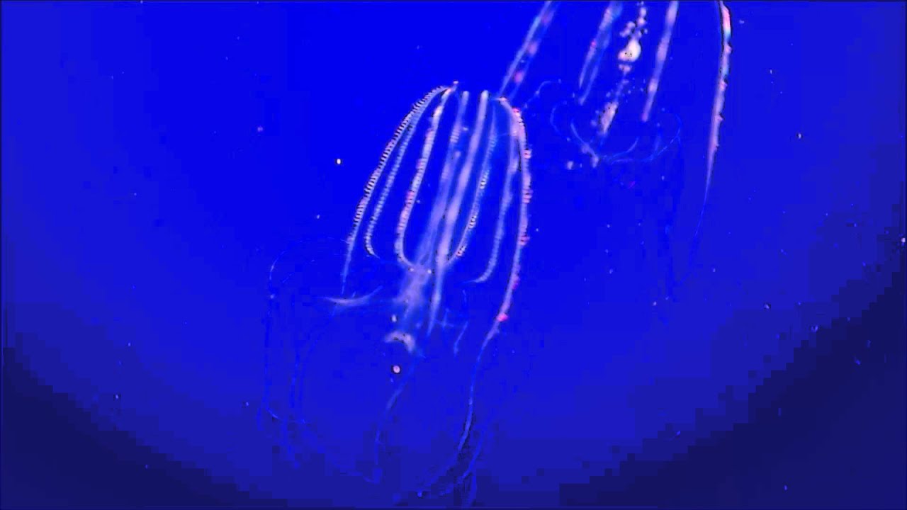 Rainbow Jellyfish Cape Cod