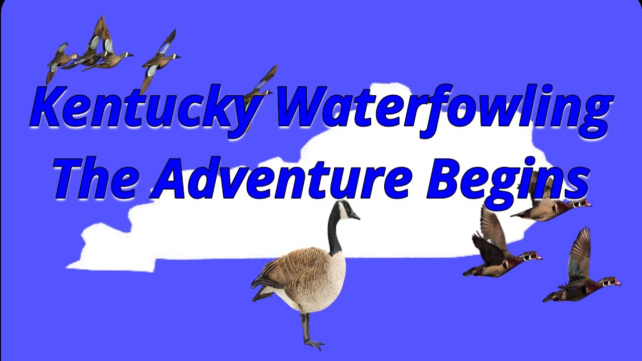 KENTUCKY WATERFOWLING THE ADVENTURE BEGINS-WOOD DUCKS IN A DRY FIELD ...