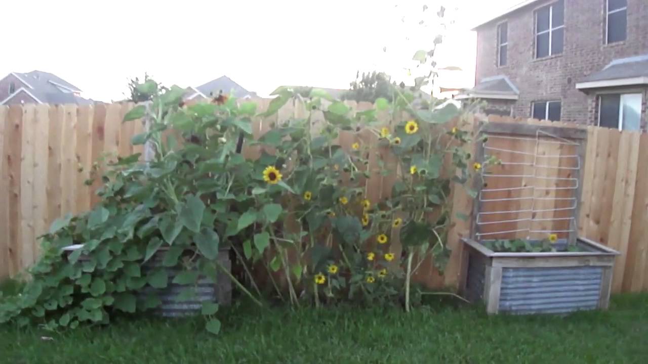 Watermelons - YouTube