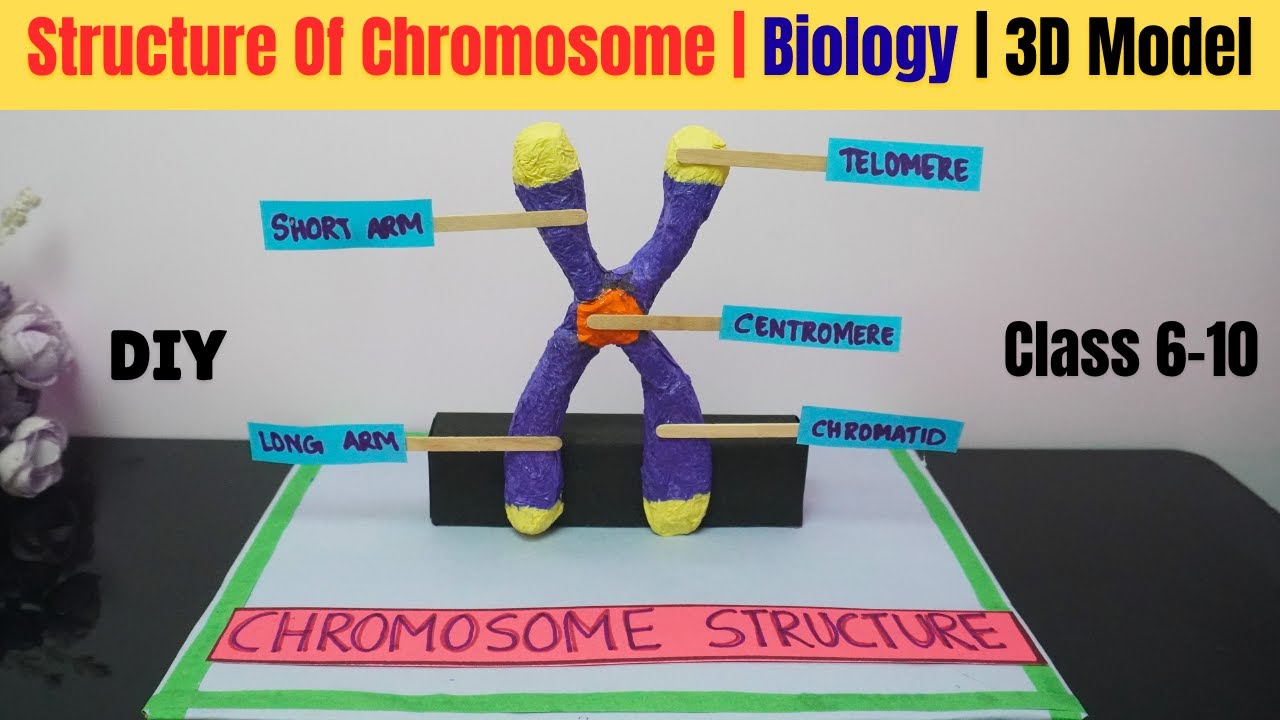 3D Chromosome Structure Model | Biology Project | Students DIY Science ...