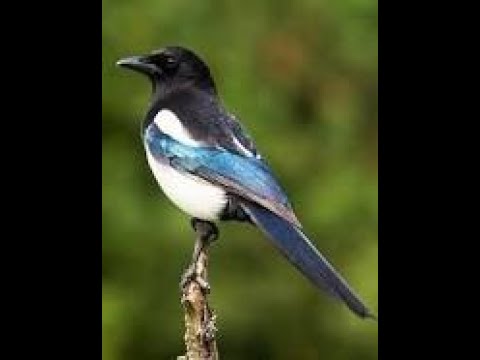 Elster bird ( magpie ) - YouTube